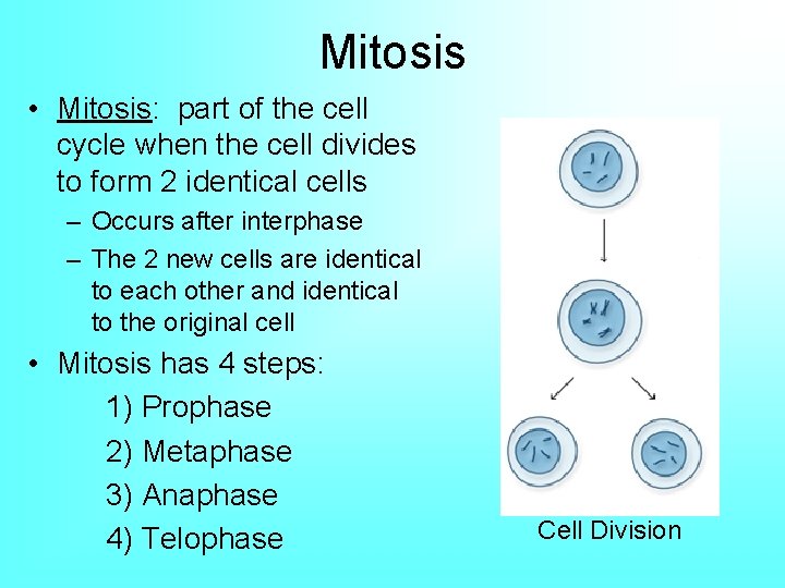 Cell Division By Mr Kauffman Outline Cells Review