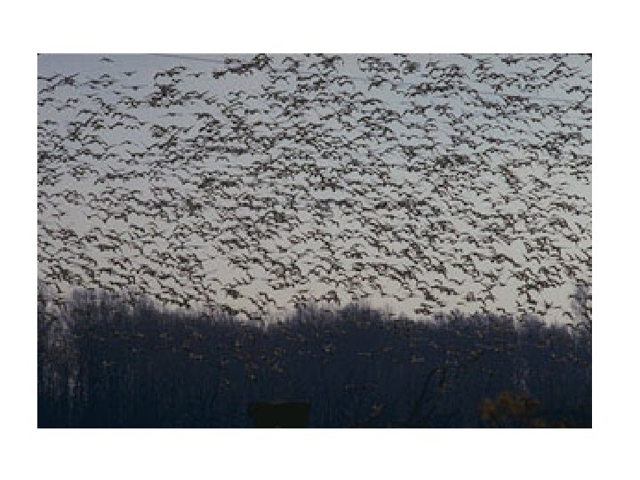 Waterfowl of the Midwest Fly Region What do