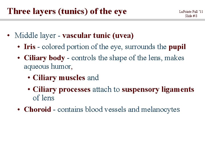 Chapter 16 The Special Senses Vision Accessory structures