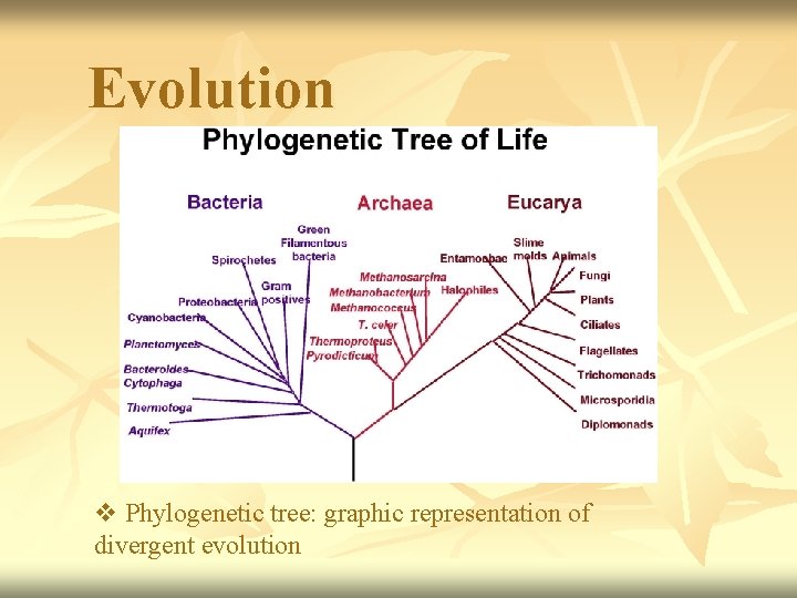 Evolution Evidences A Anatomical 1 Fossils a Remains