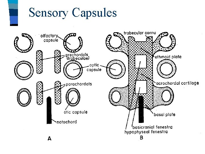 Vertebrate Adaptations Evolution of the Skeletal System General