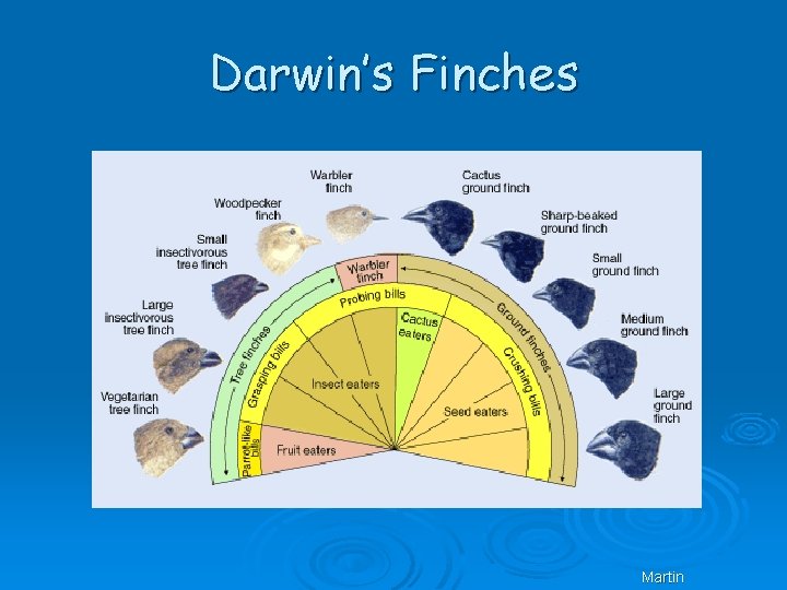 What is EVOLUTION An Introduction Martin Where did