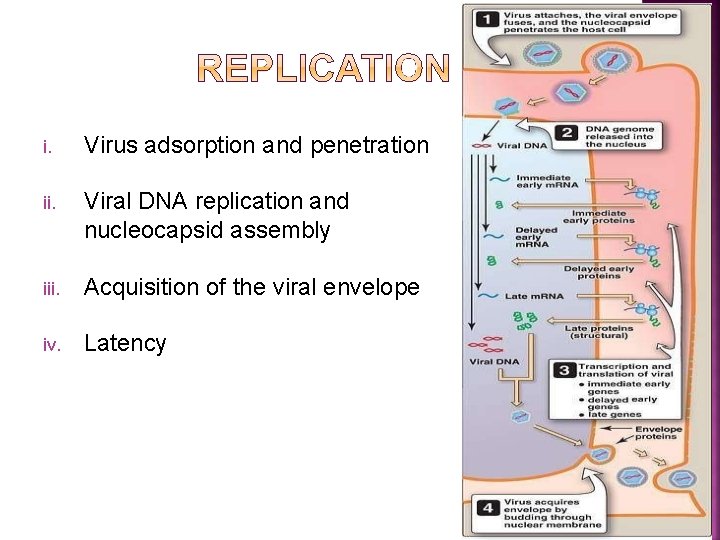 INTRODUCTION EPIDEMIOLOGY AND TRANSMISSION STRUCTURE REPLICATION ...
