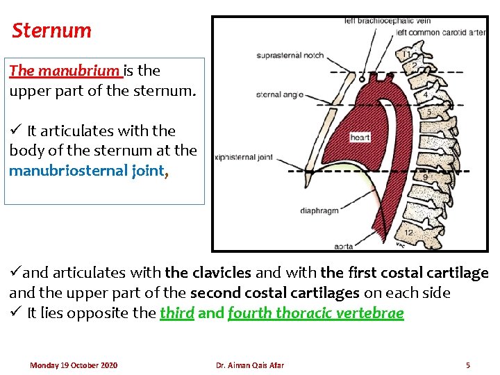 RESPIRATORY SYSTEM Thoracic Cage Diaphragm Dr Aiman Q