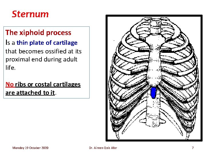 RESPIRATORY SYSTEM Thoracic Cage Diaphragm Dr Aiman Q
