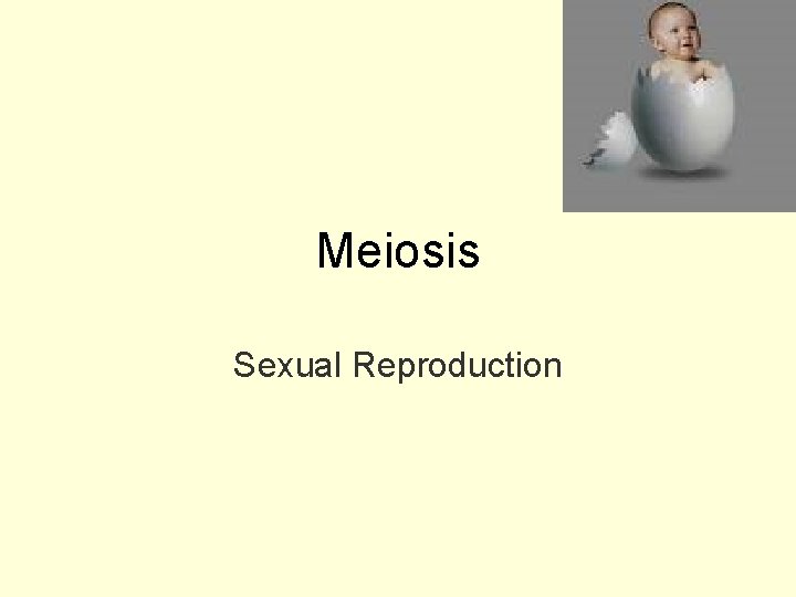 Meiosis Sexual Reproduction Meiosis What is the point