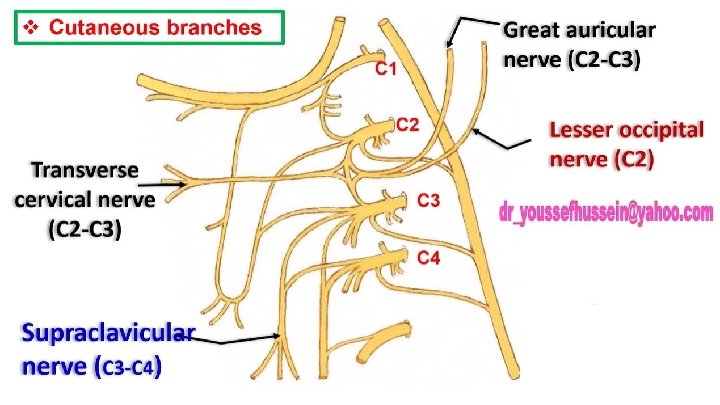 Cervical plexus It is formed by the ventral