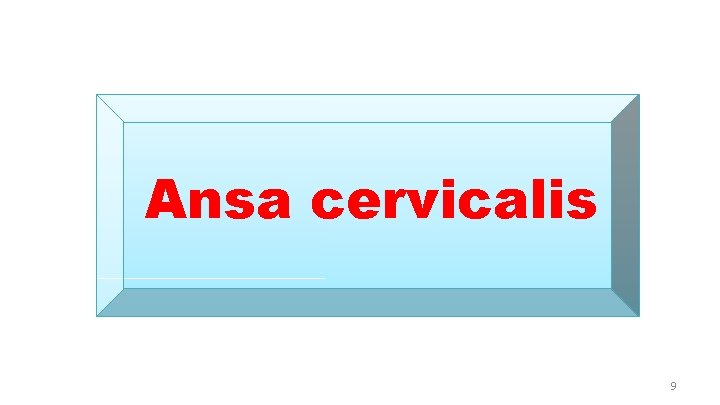 Cervical plexus It is formed by the ventral