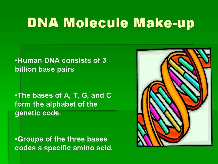 DNA and Mutations DNA Molecule Makeup Human DNA