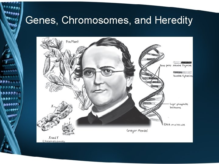 Genes Chromosomes and Heredity Look at the photos
