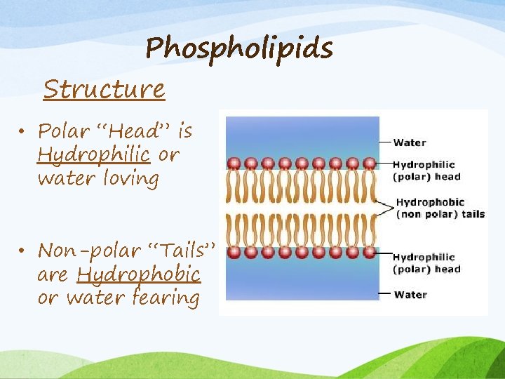 Cell Membrane Chapter 3 and 4 9 th