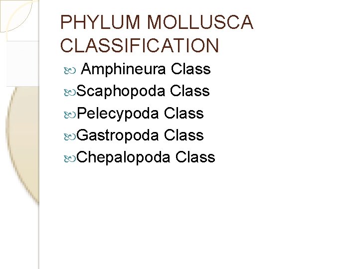 PHYLUM MOLLUSCA Is a group of invertebrates animals