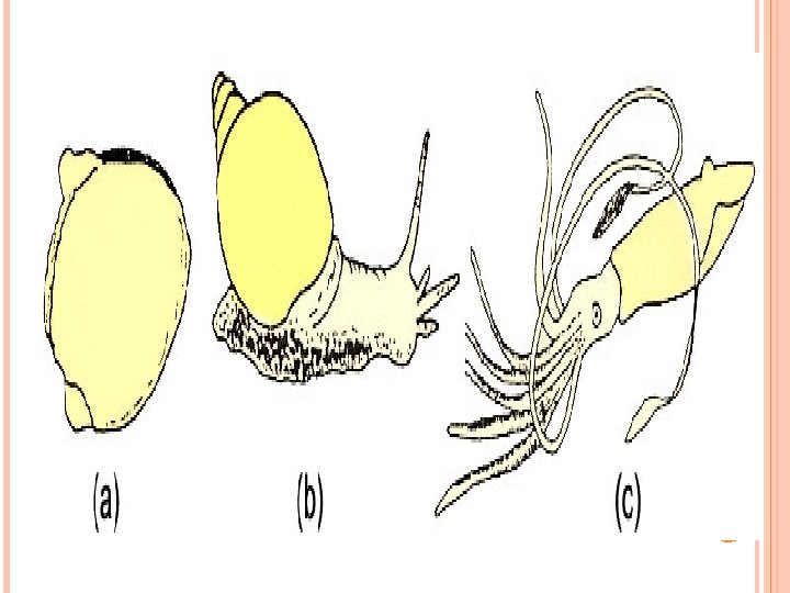 PHYLUM MOLLUSCA Is a group of invertebrates animals