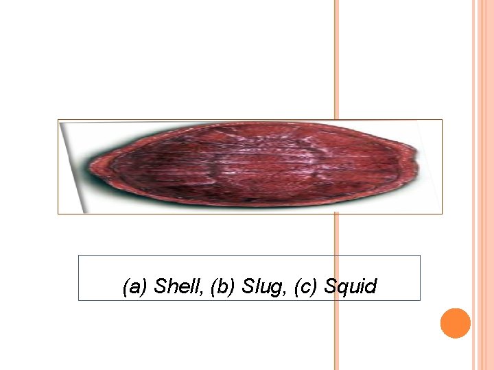 PHYLUM MOLLUSCA Is a group of invertebrates animals