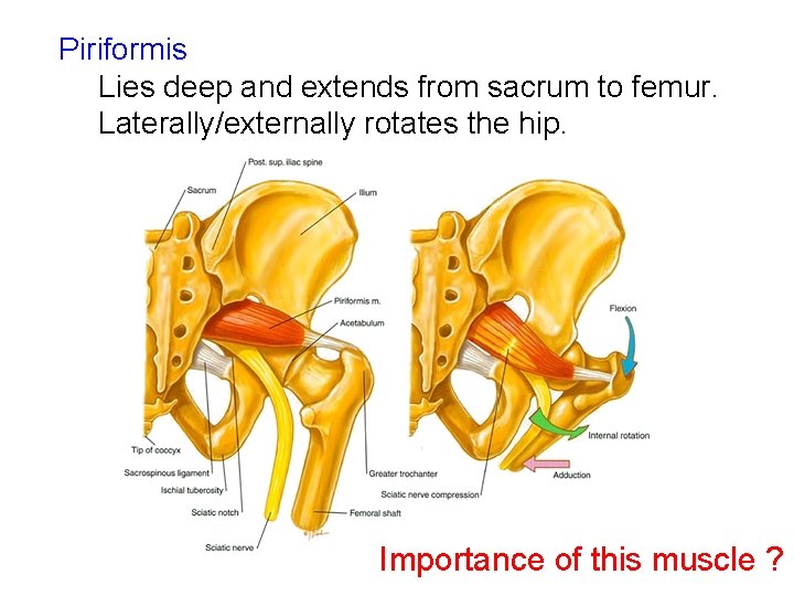 Yogalondon Lecture 3 The Pelvic Girdle and Lower