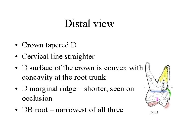 TOOTH MORPHOLOGY PERMANENT DENTITION PERMANENT MOLARS 12 molars