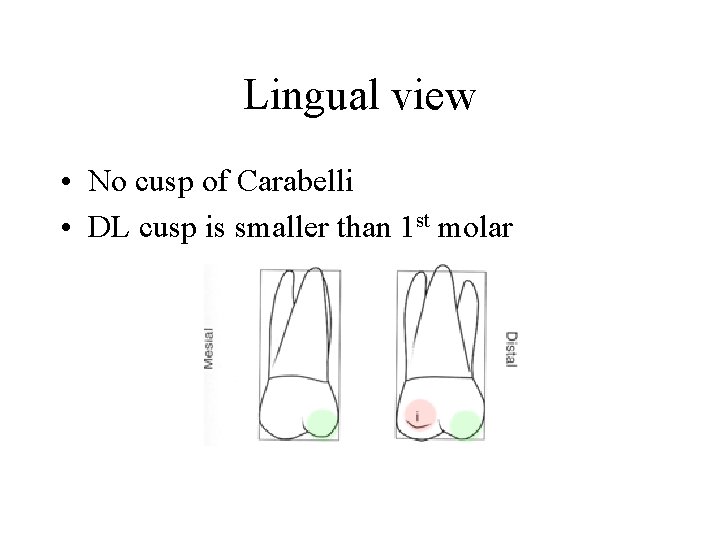 TOOTH MORPHOLOGY PERMANENT DENTITION PERMANENT MOLARS 12 molars