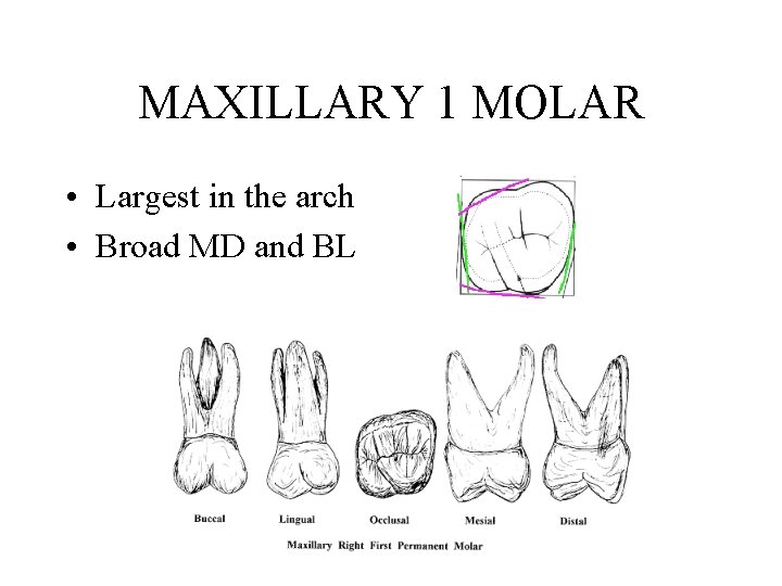 TOOTH MORPHOLOGY PERMANENT DENTITION PERMANENT MOLARS 12 molars