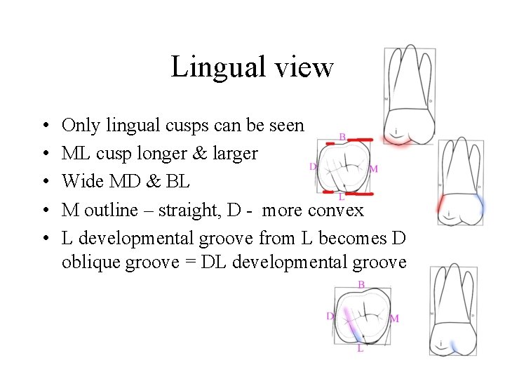 TOOTH MORPHOLOGY PERMANENT DENTITION PERMANENT MOLARS 12 molars