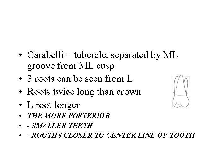 TOOTH MORPHOLOGY PERMANENT DENTITION PERMANENT MOLARS 12 molars