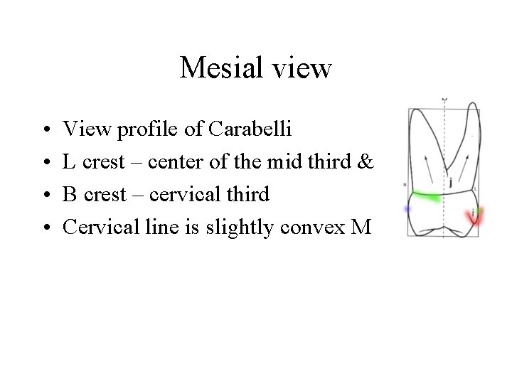 TOOTH MORPHOLOGY PERMANENT DENTITION PERMANENT MOLARS 12 molars