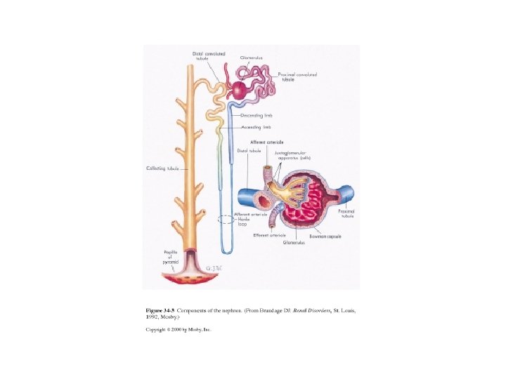 STRUCTURE FUNCTION OF THE RENAL SYSTEM AND RENAL