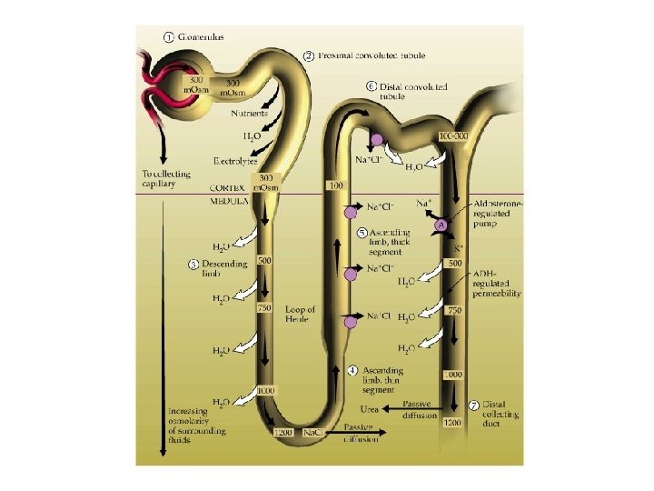 STRUCTURE FUNCTION OF THE RENAL SYSTEM AND RENAL