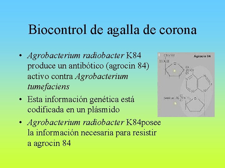 Mecanismos de accin de agentes de biocontrol de
