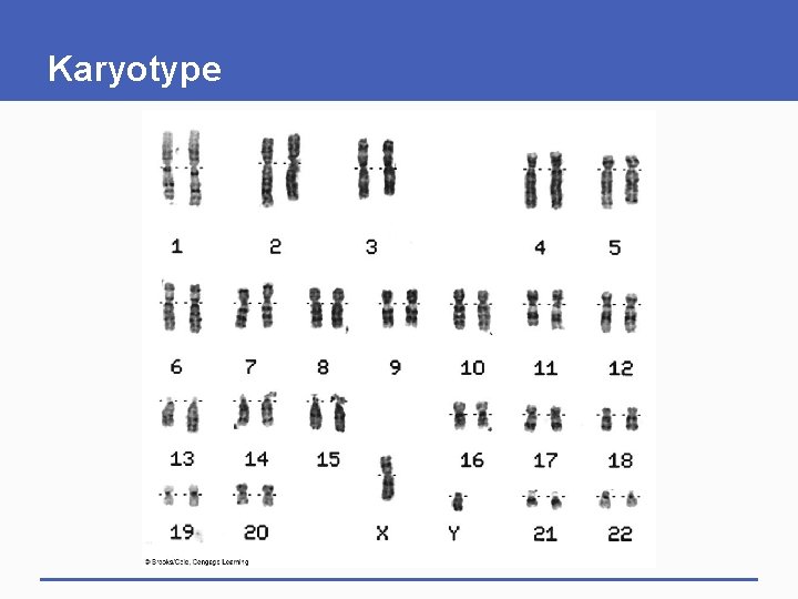 Changes in Chromosome Number Chapter 3 Central Points