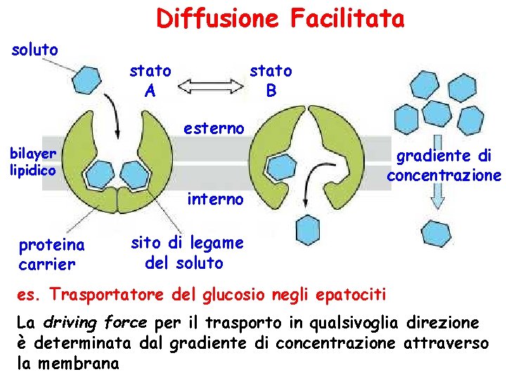 Trasporti attraverso la membrana Proteine di trasporto Una