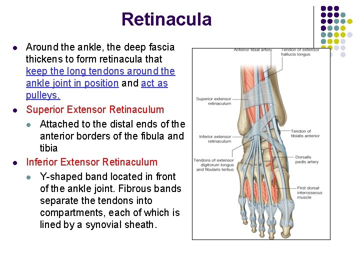 Anterior and lateral Compartments of the Leg Dr