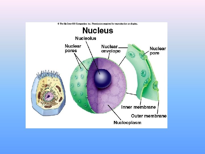 Cells are the basic unit of structure and