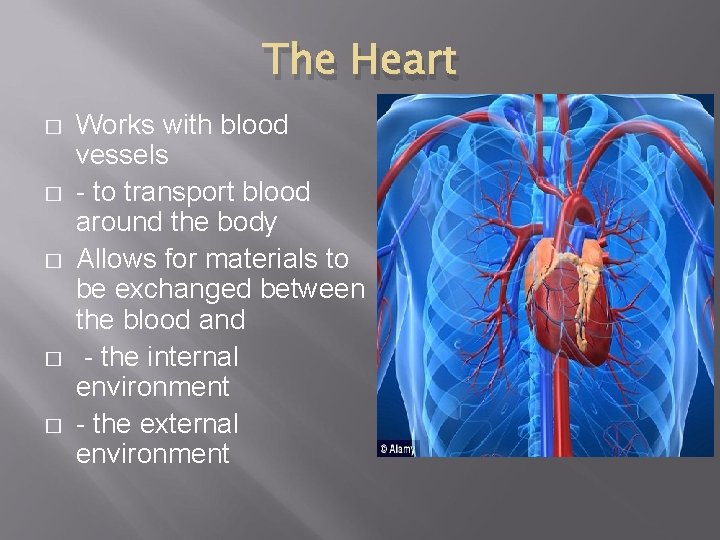 CIRCULATION GAS EXCHANGE Chapter 13 The Heart Works