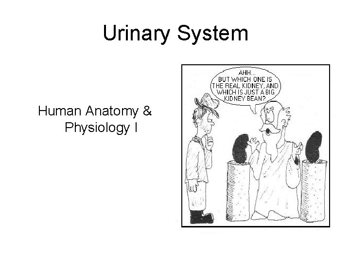 Urinary System Human Anatomy Physiology I Waste Products