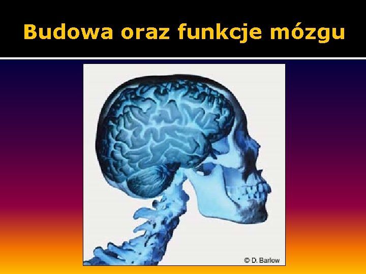 Budowa i funkcje mzgu Zudzenia optyczne JAK SPOSTRZEGAMY