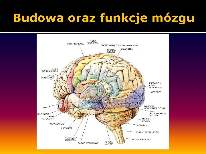 Budowa i funkcje mzgu Zudzenia optyczne JAK SPOSTRZEGAMY