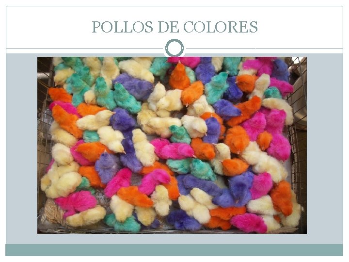 BIENVENIDOS AL ZOOLOGICO Oc PARK LAS AVES PARTICIPANTES