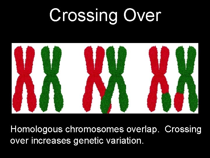 Meiosis I Making Sperm and Eggs Learning Objectives