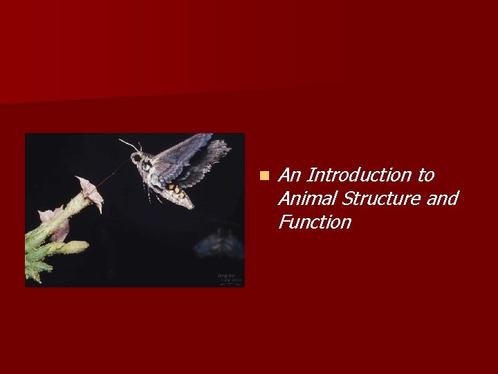 n An Introduction to Animal Structure and Function