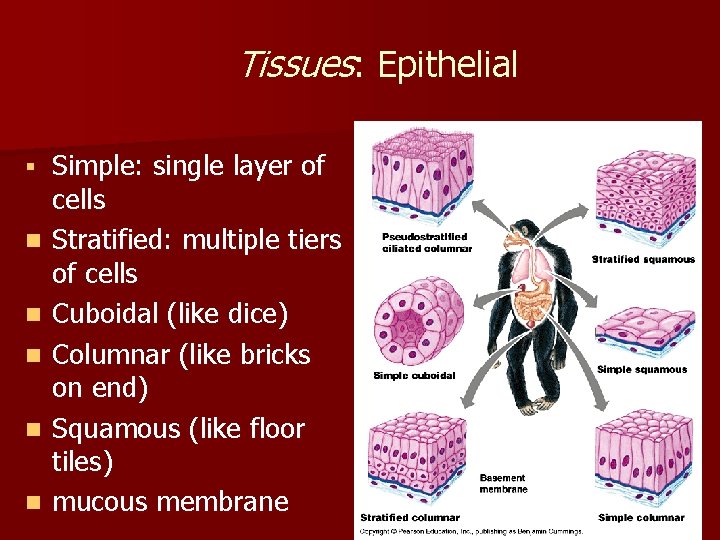 n An Introduction to Animal Structure and Function