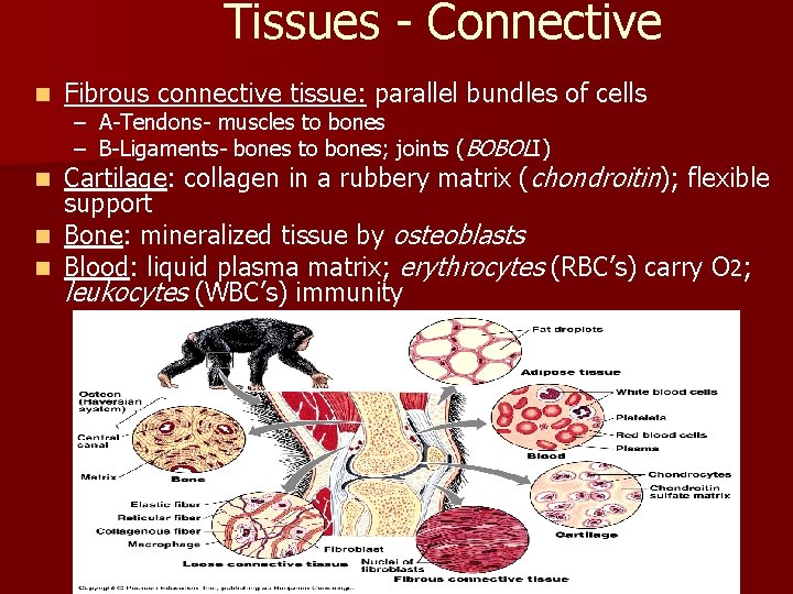 n An Introduction to Animal Structure and Function