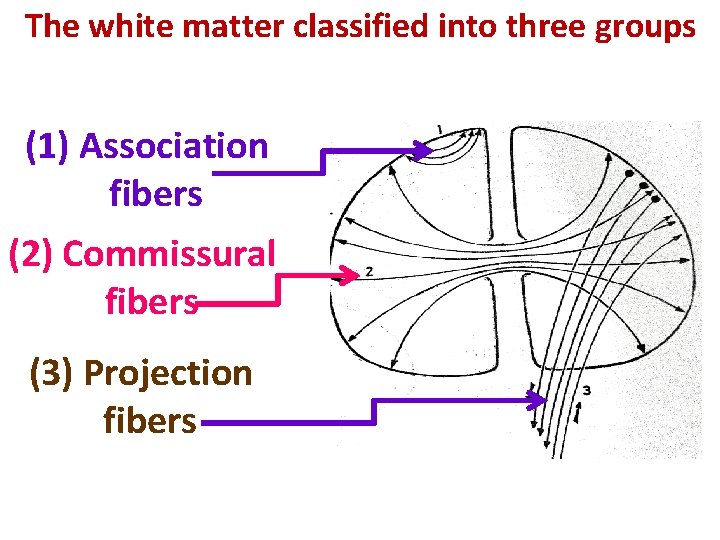 White Matter of cerebral hemisphere The white matter