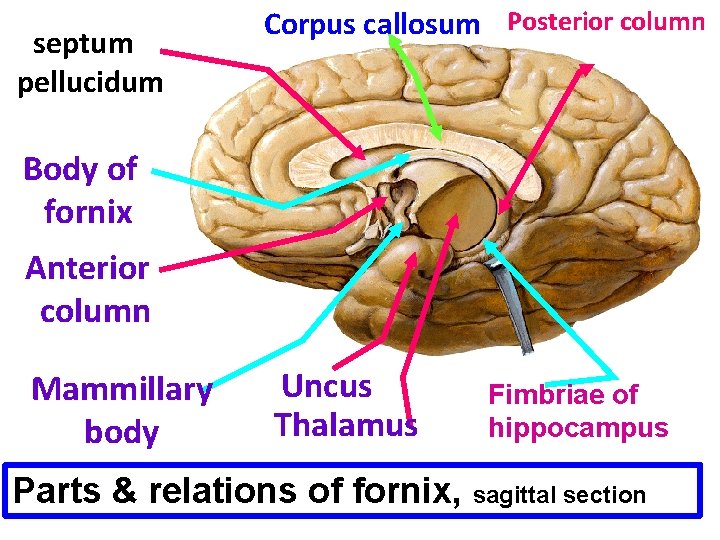 White Matter of cerebral hemisphere The white matter