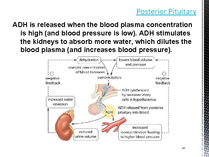 Posterior Pituitary ADH is released when the blood