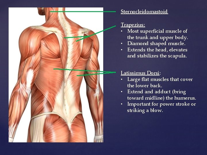 Muscles of the Posterior and Anterior Trunk Neck