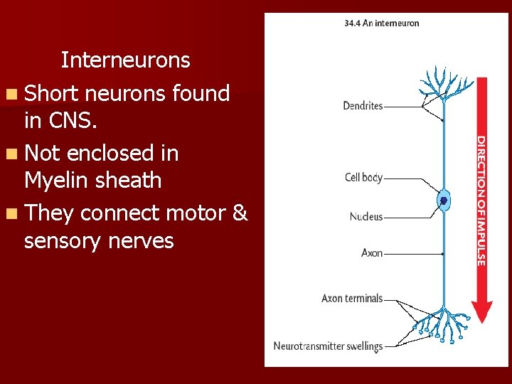 The Nervous System Nervous system is divided into