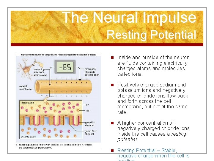Chapter 3 The Biological Bases of Behavior Communication