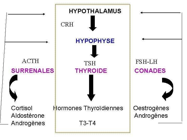 SEMIOLOGIE DE LA GLANDE THYROIDE F HAMDAOUIAYAD Mdecine