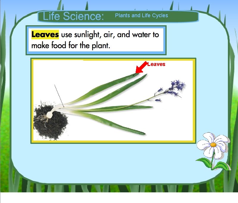 Plants and Life Cycles Plants and Life Cycles