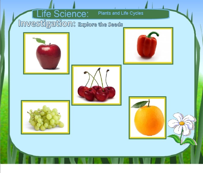 Plants and Life Cycles Plants and Life Cycles